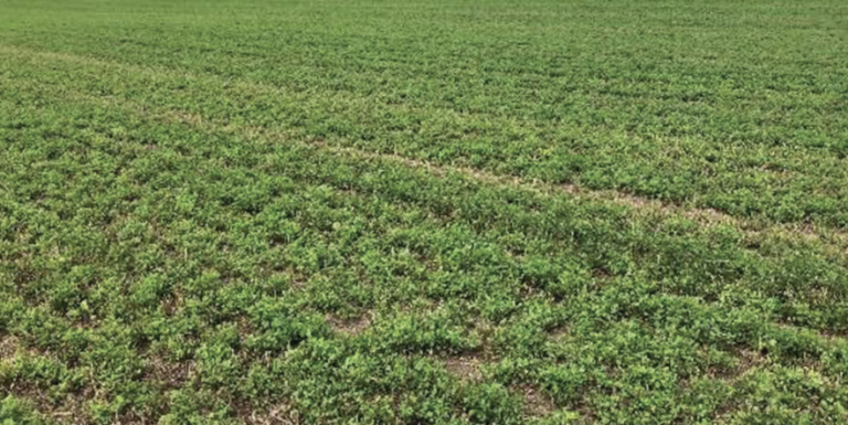 Meant for Each Other: Fertilizer and Biologicals | Mosaic Crop Nutrition